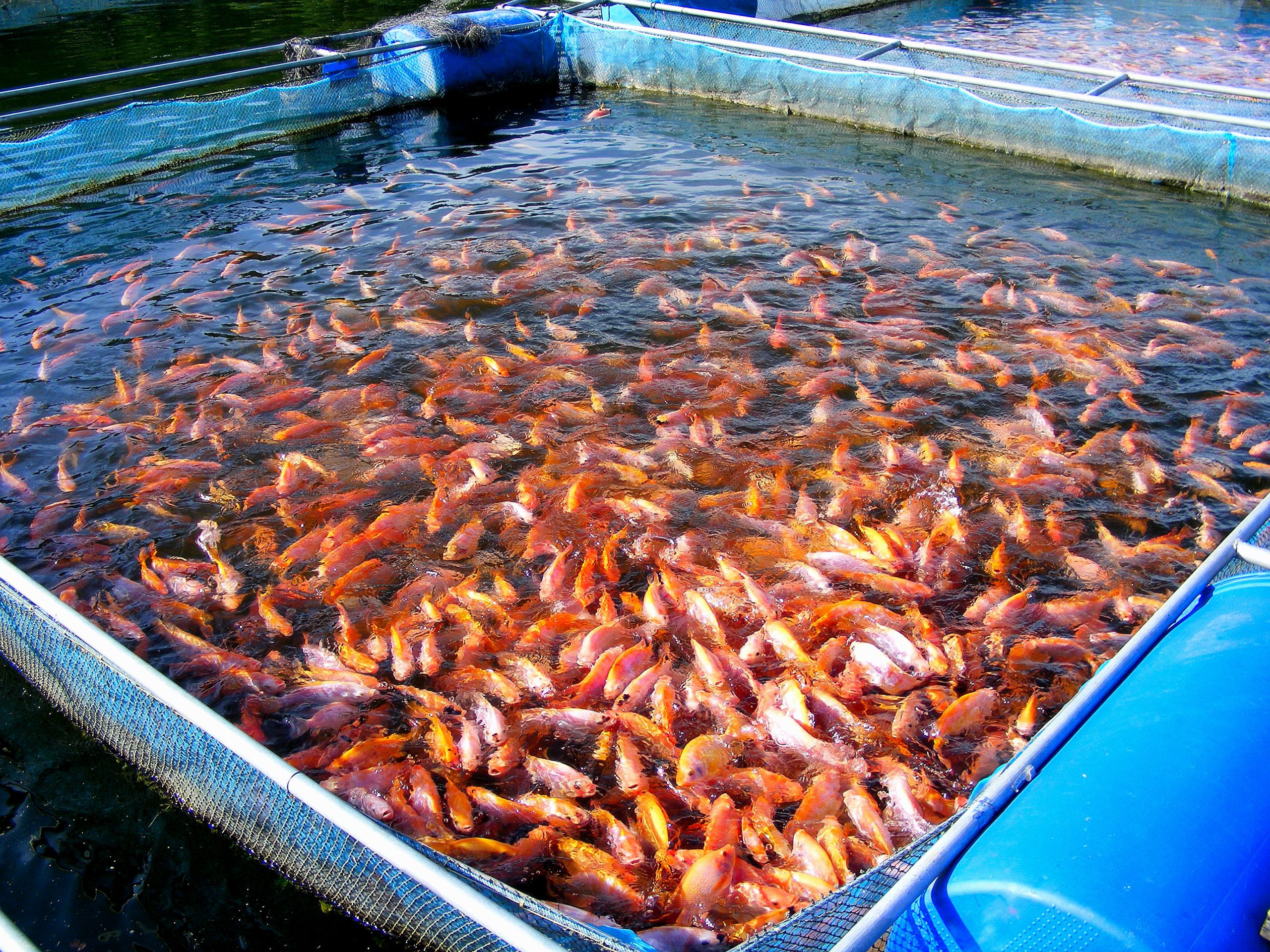 Aquaculture Business-as-ONE Project – 1,000 Farms – Pesewa ONE – Global ...