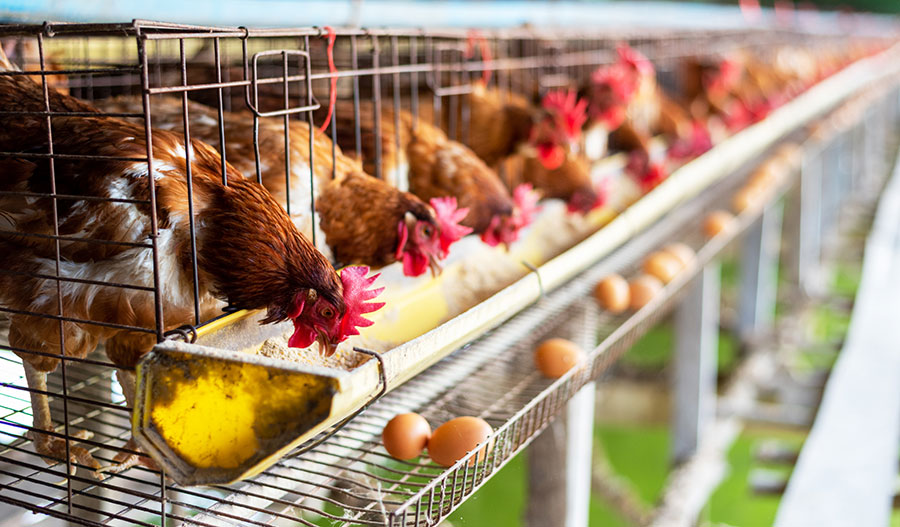 Animal Farming Business-as-ONE Project – 1,000 Farms – Pesewa ONE ...